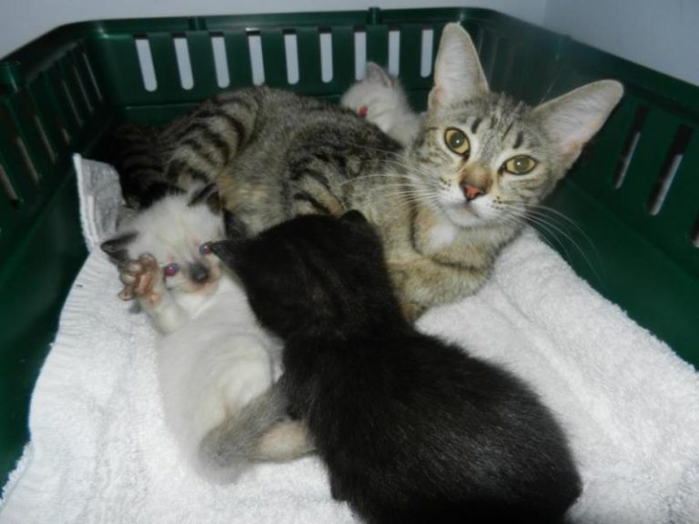 Kootenay Animal Assistance Program Society