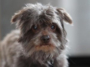 Kootenay Animal Assistance Program Society