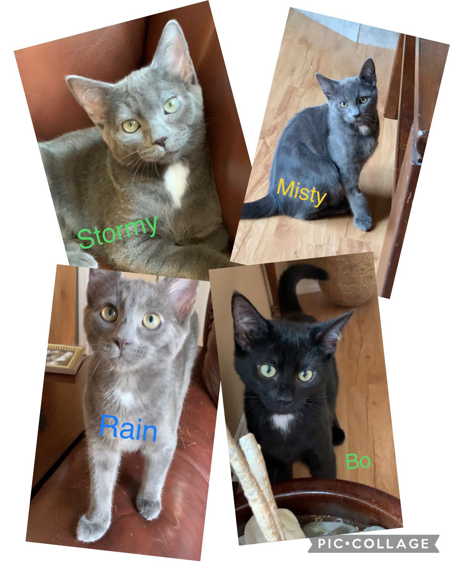 Adopt a Pet from KAAP – Kootenay Animal Assistance Program Society