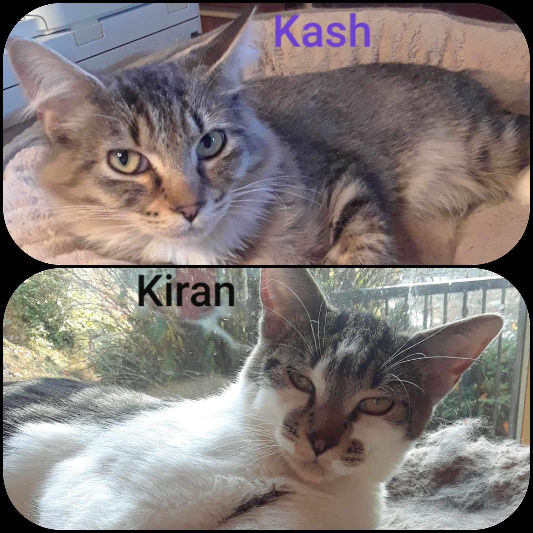 Adopt – Kootenay Animal Assistance Program Society