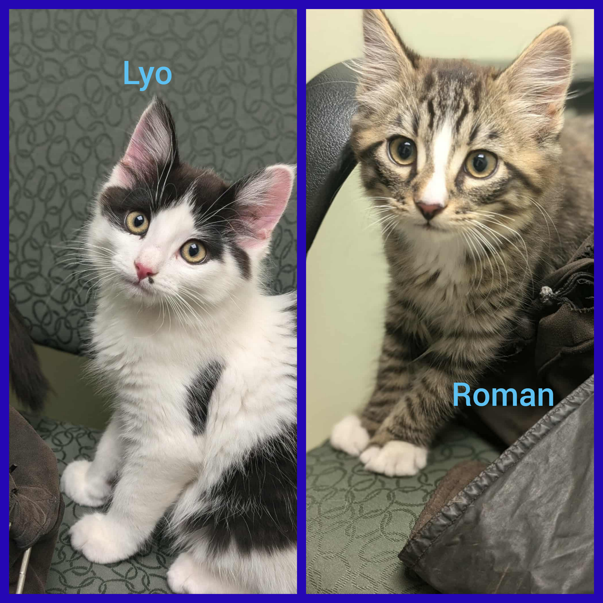 Pets for Adoption – Kootenay Animal Assistance Program Society